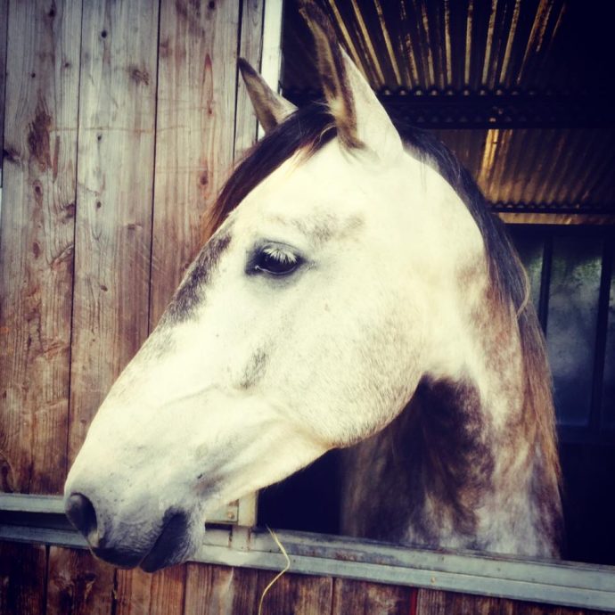 Masters du cheval ibérique au parc équestre francilien - Ecurie MGD